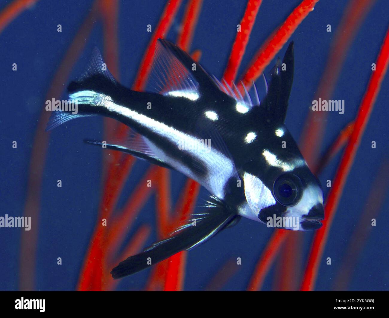 Black and white fish, yellow-eyed snapper (Macolor macularis) juvenile ...