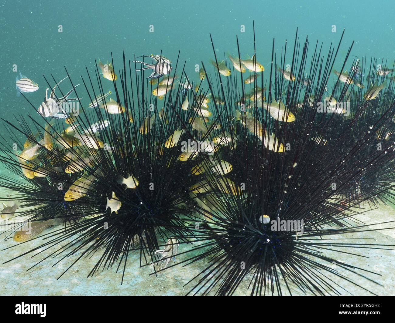 A group of bannerfin cardinalfish (Ostorhinchus hoevenii) seeks shelter ...