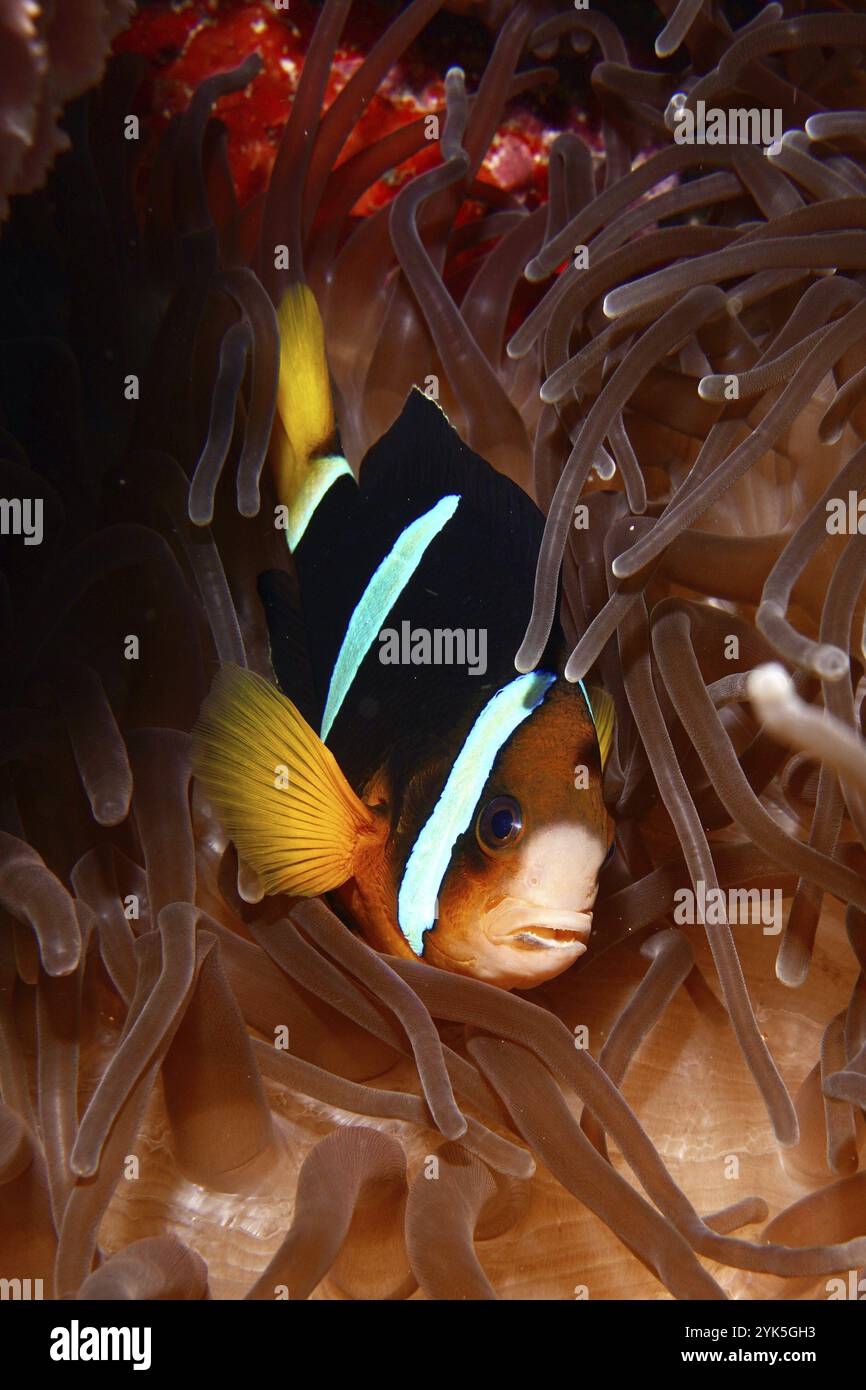 A clownfish, Clark's anemonefish (Amphiprion clarkii), hiding in the ...