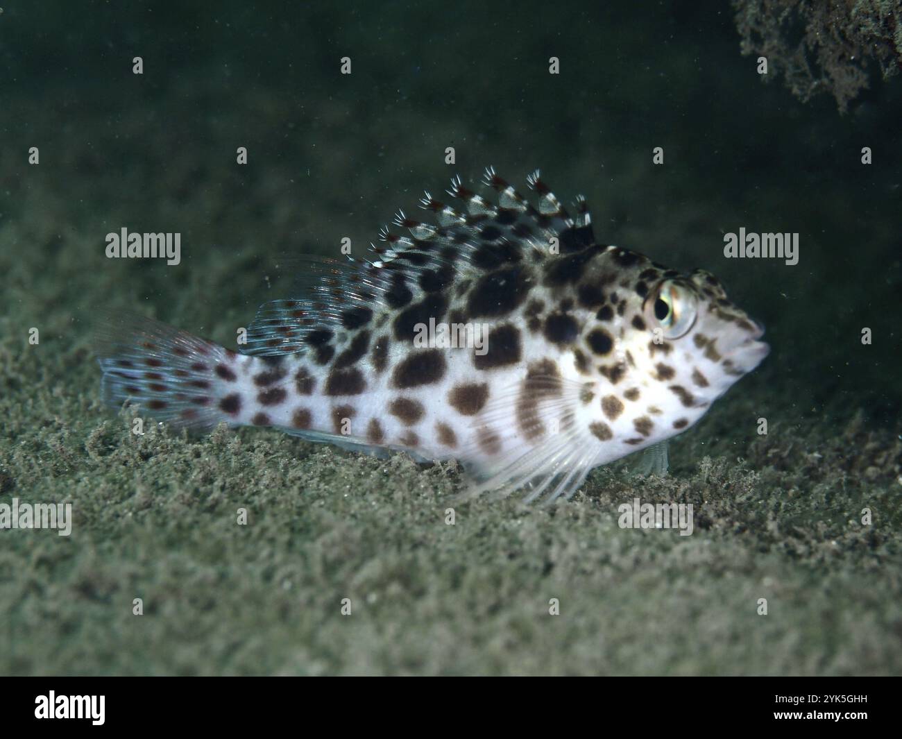 White spot fish hi-res stock photography and images - Alamy