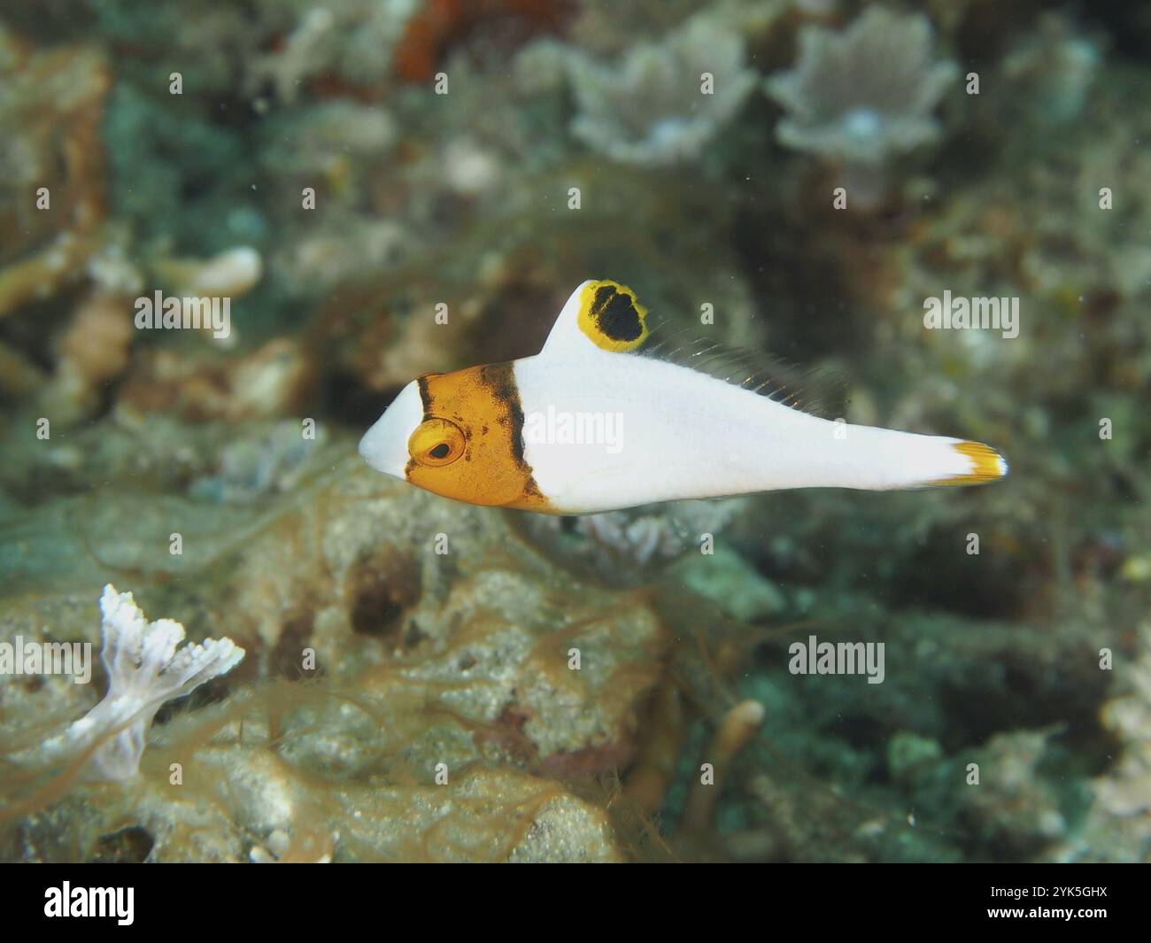A small fish with a characteristic pattern, spotted parrotfish ...