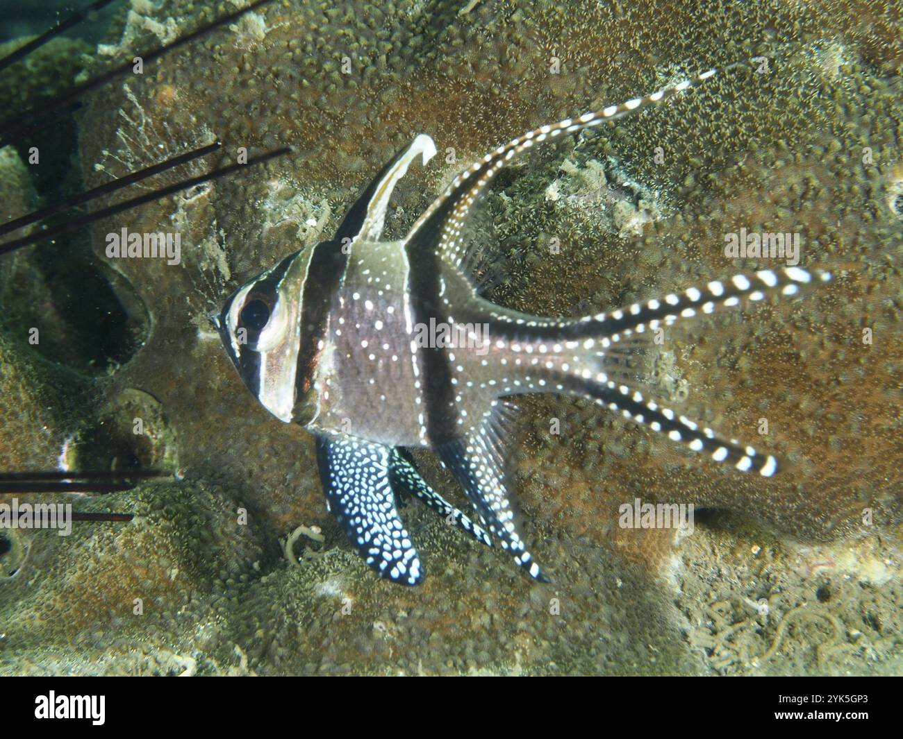 A cardinalfish with distinctive black and white stripes, Banggai ...
