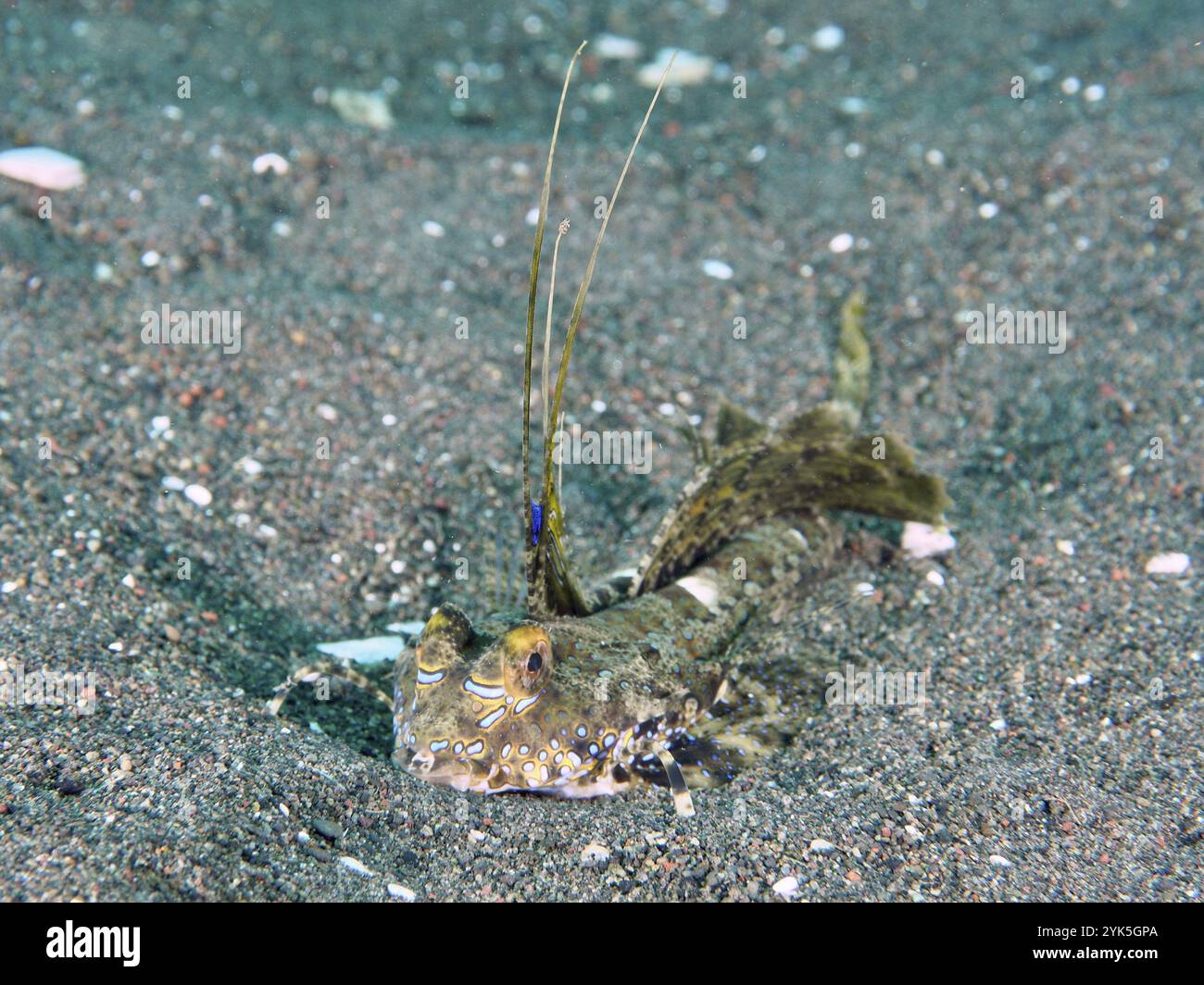 A well camouflaged fish with long appendages, finger lyrefish, giant ...