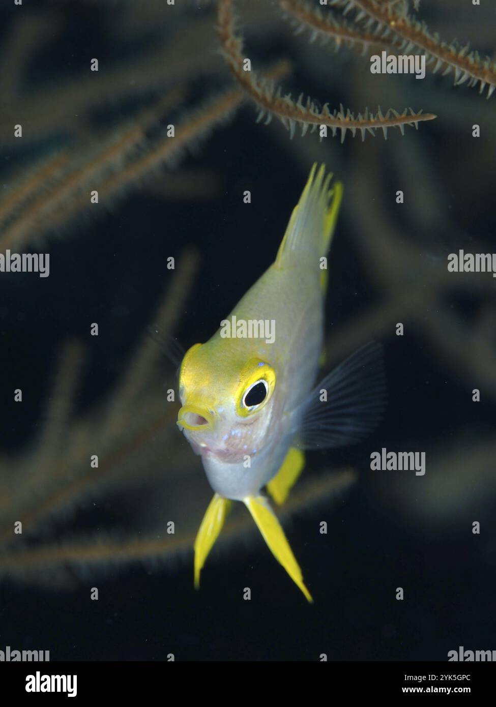 S aureus hi-res stock photography and images - Alamy