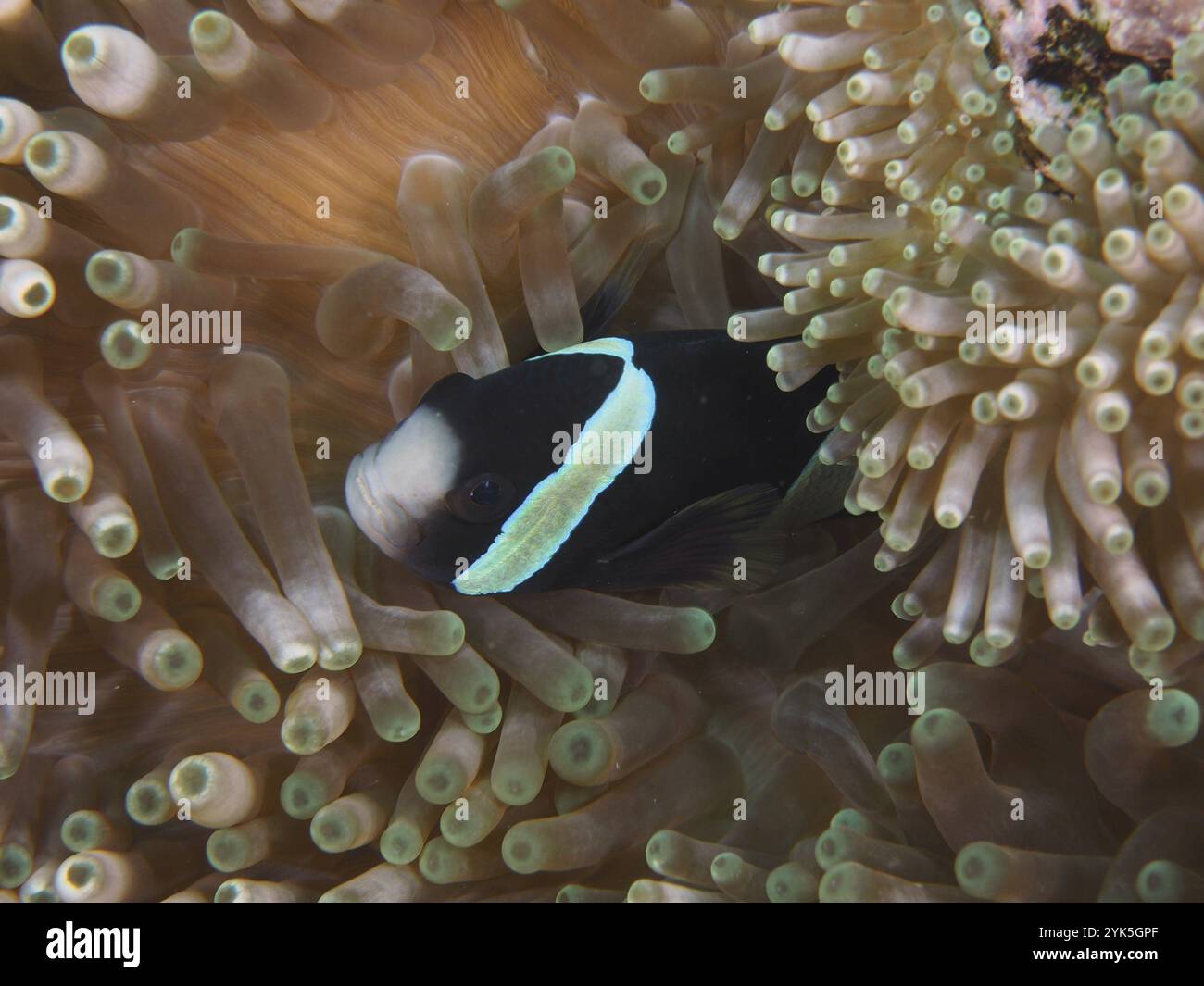 Black and white damselfish hi-res stock photography and images - Alamy