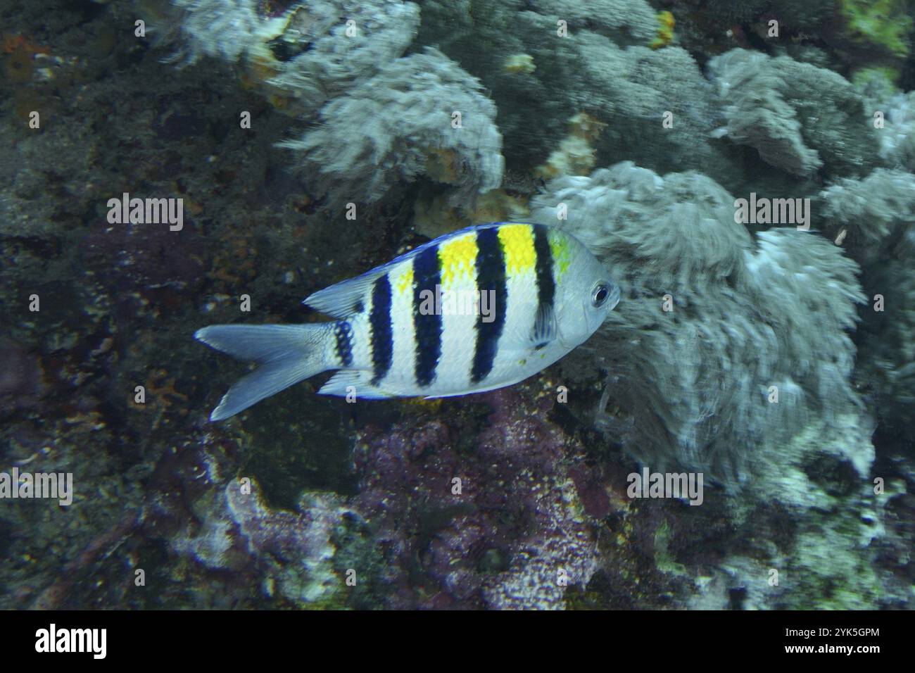 Abudefduf vaigiensis striped fish in hi-res stock photography and ...