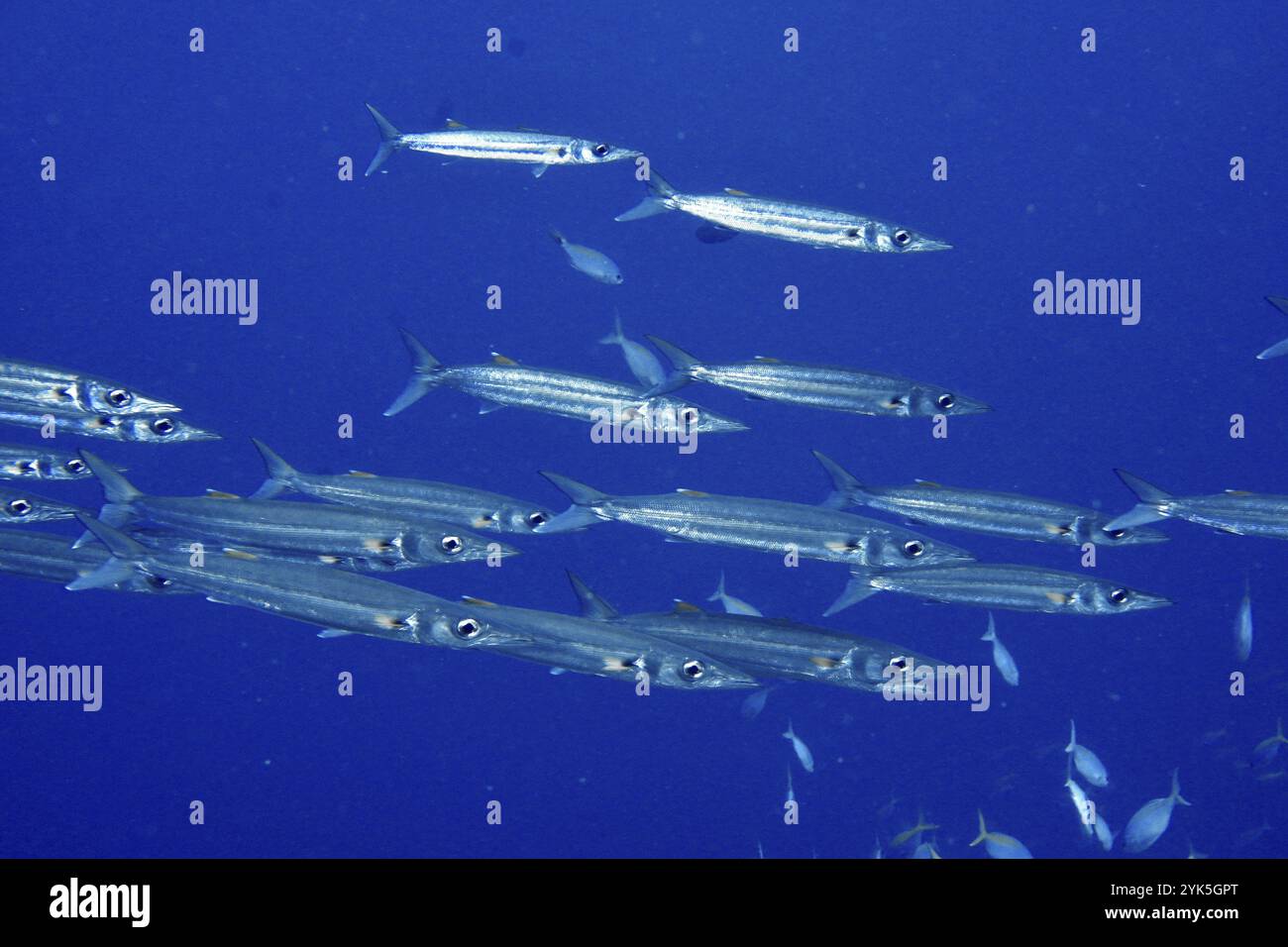 Several fish, bigeye barracuda (Sphyraena forsteri), move in formation ...