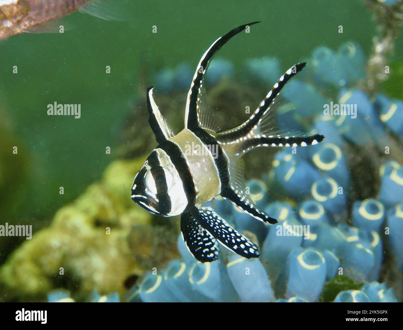 A cardinalfish with a striped fin, Banggai cardinalfish (Pterapogon ...