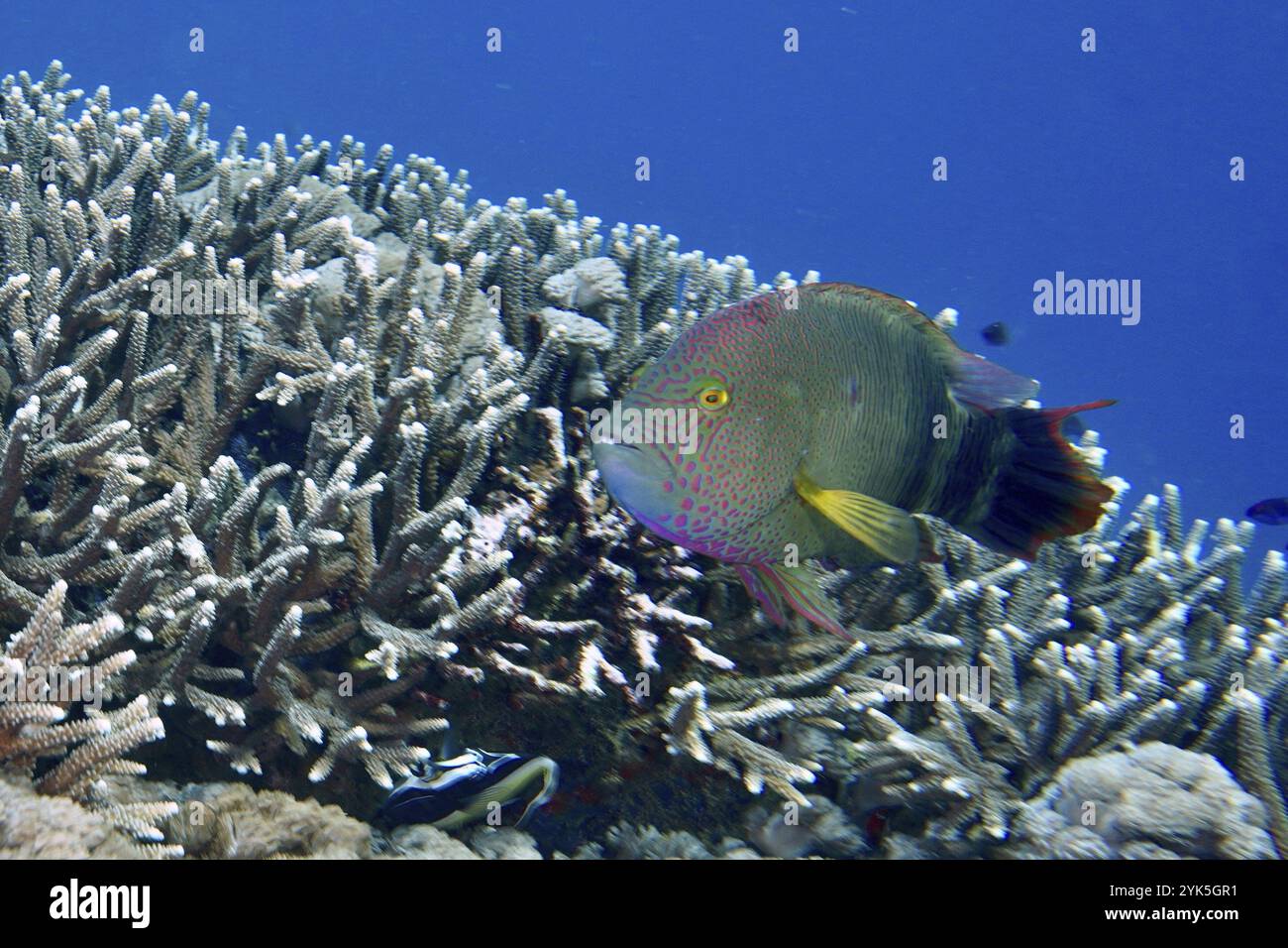 Colourful fish, three-lobed wrasse (Cheilinus trilobatus), wrasse ...