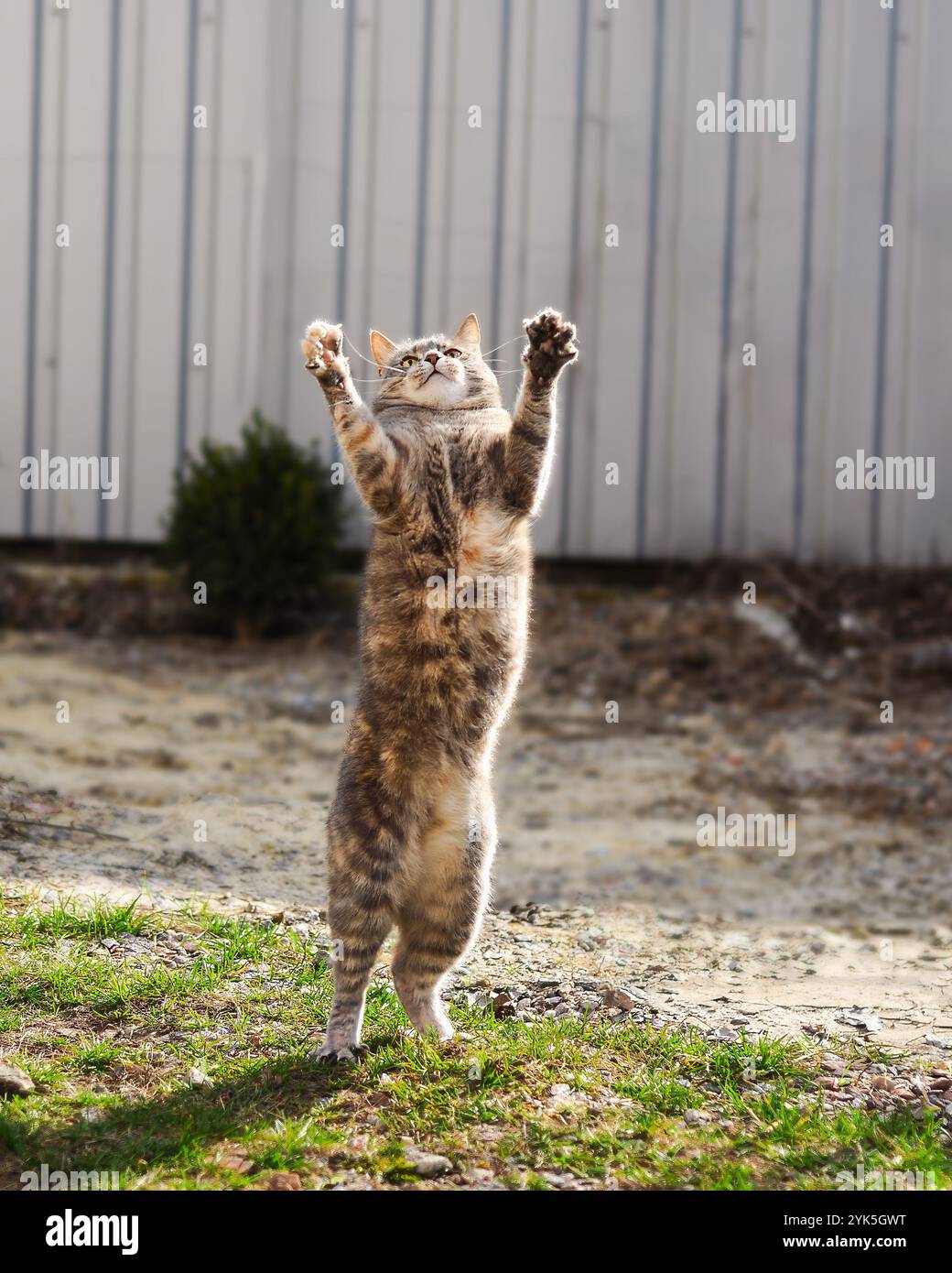 Mid stretch cat hi-res stock photography and images - Alamy