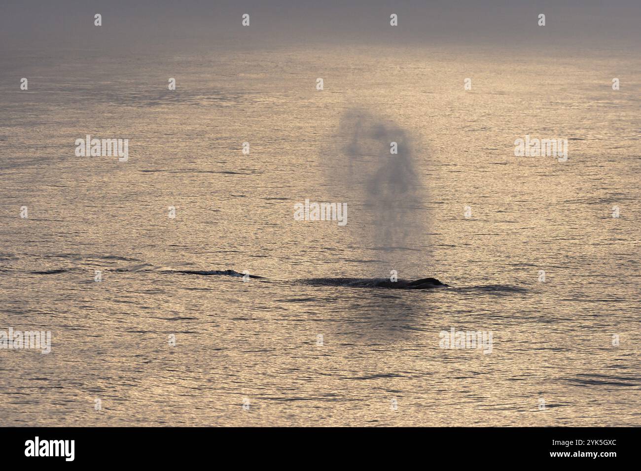 Whale spraying water hi-res stock photography and images - Alamy