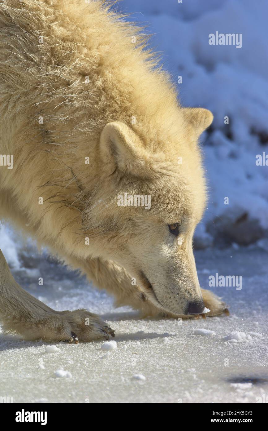 Arctic wolf (Canis lupus arctos), a white wolf sniffing in the snow ...