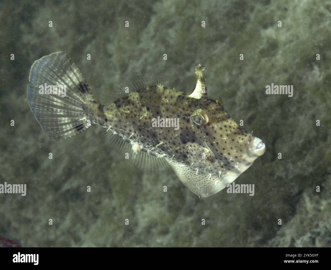 A spiny, brown fish with a spotted pattern, algae filefish ...