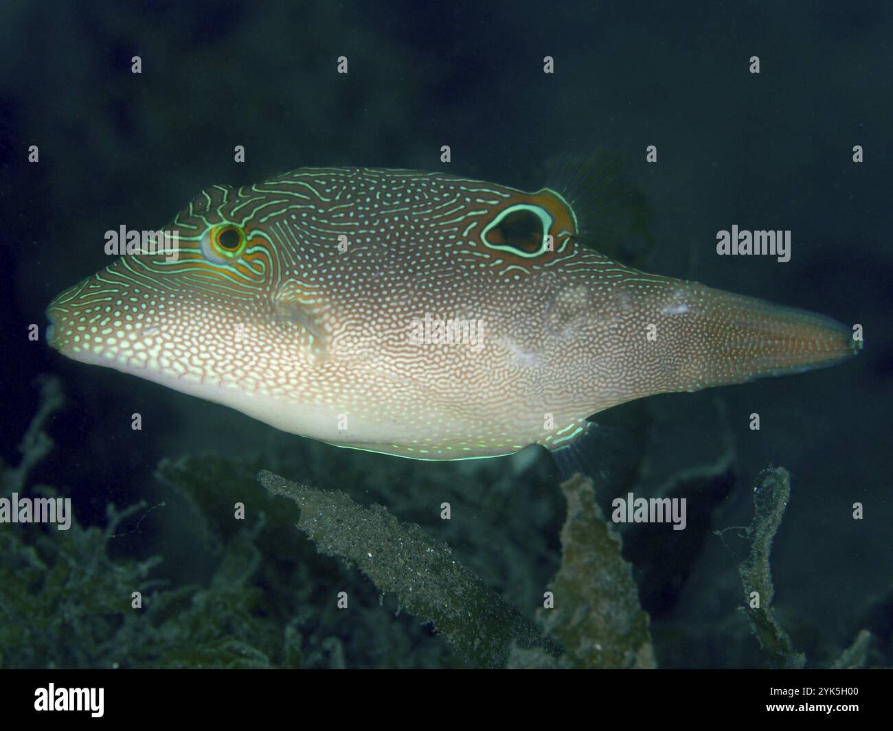 Unique spotted pattern hi-res stock photography and images - Alamy