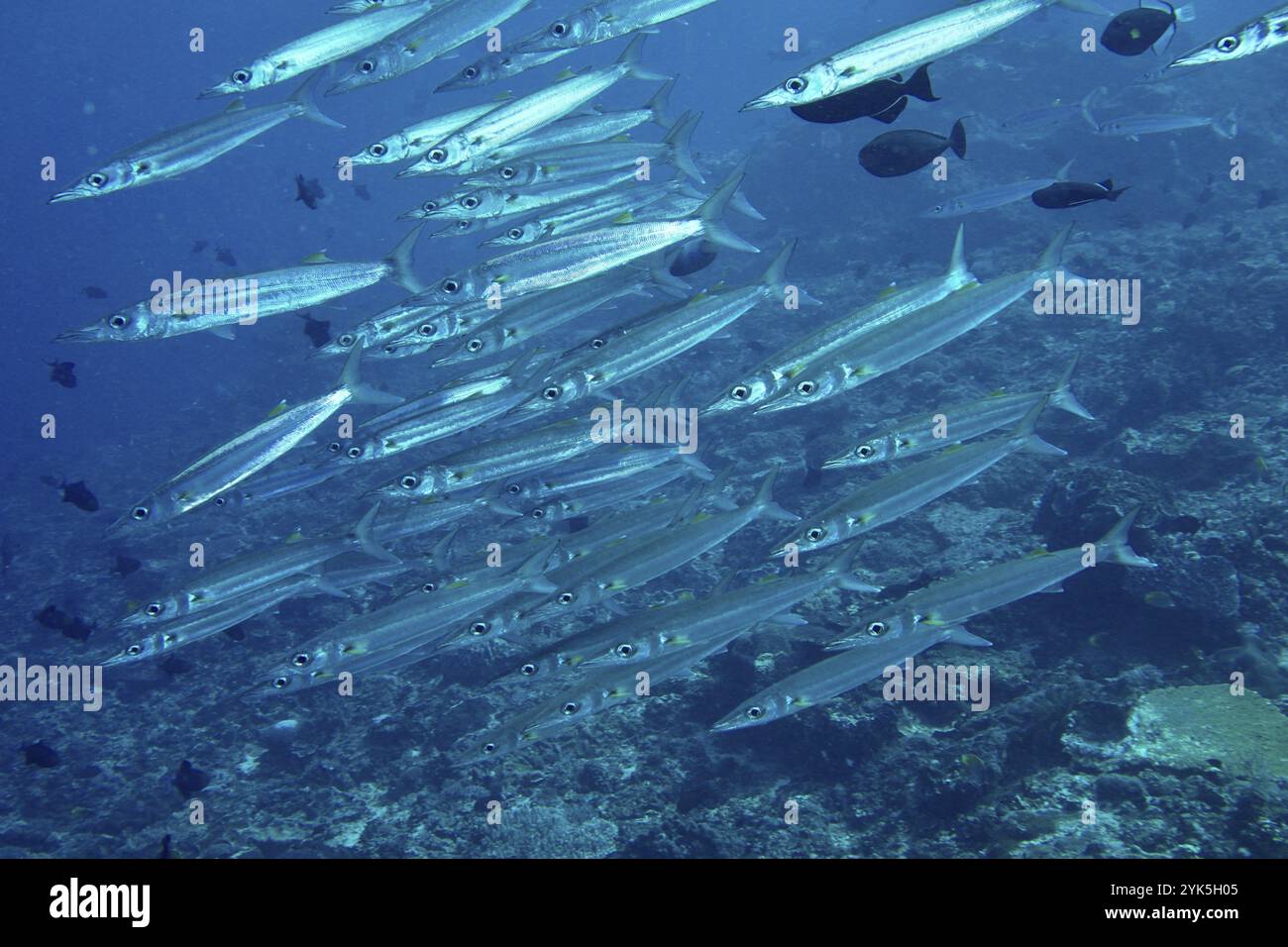 Blackspot barracudas hi-res stock photography and images - Alamy