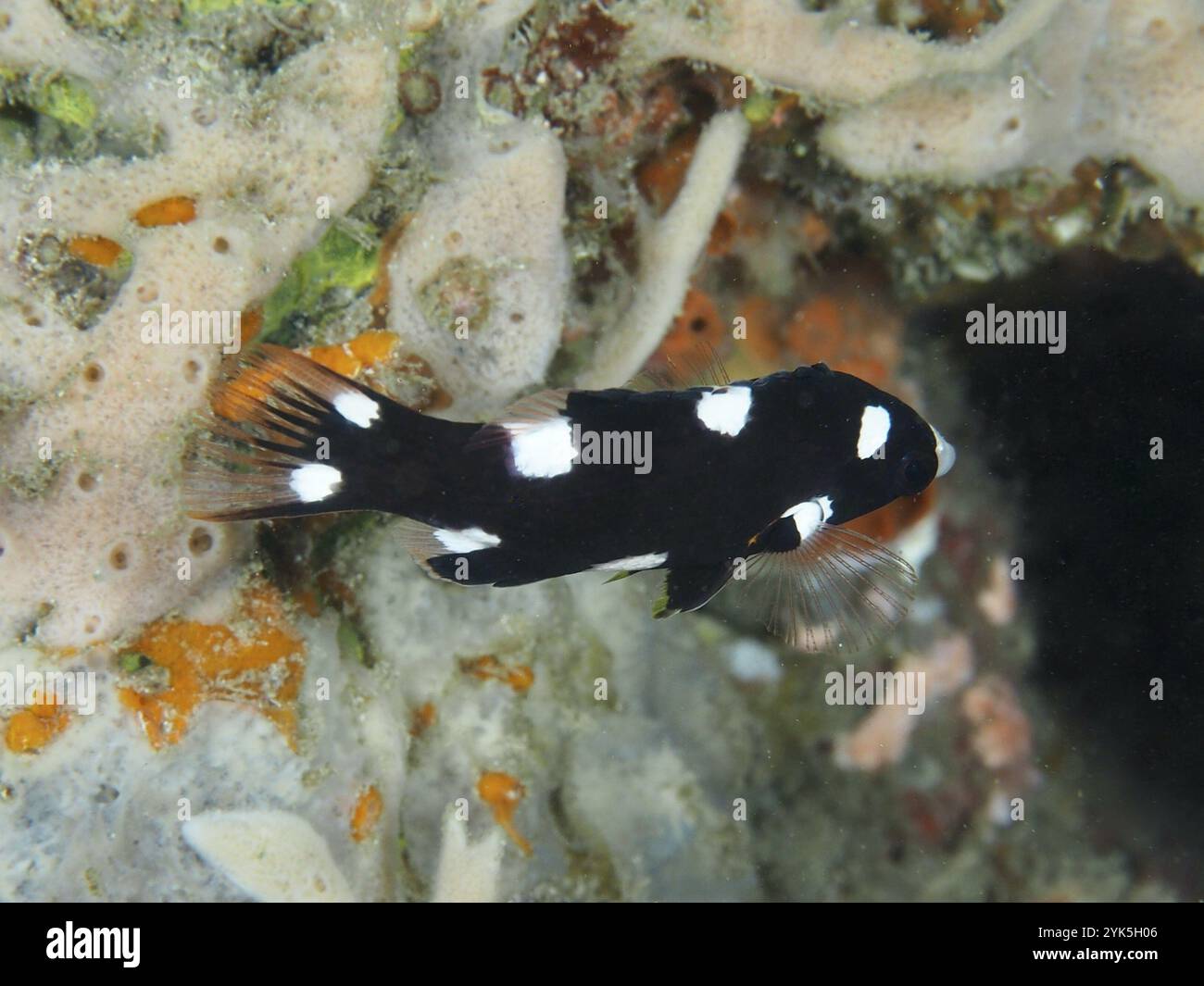 A black-and-white fish with spots, armpit pigmy wrasse (Bodianus ...