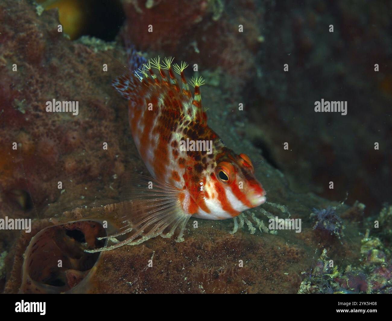 Close-up of Dwarf Hawkfish (Cirrhitichthys falco) with filigree ...