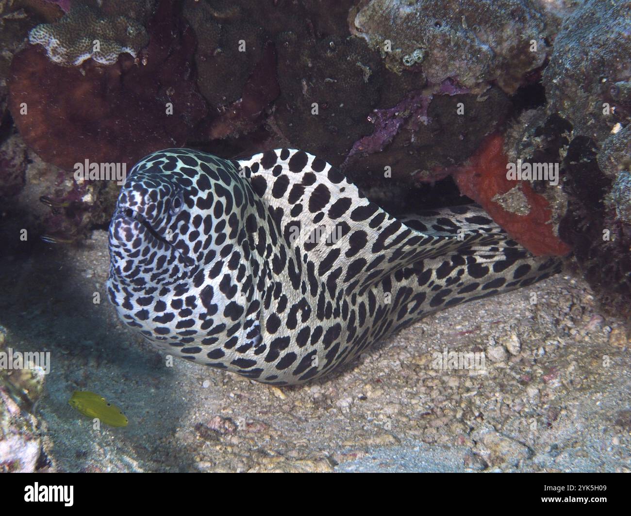 Large reticulated moray eel (Gymnothorax favagineus) hiding among ...