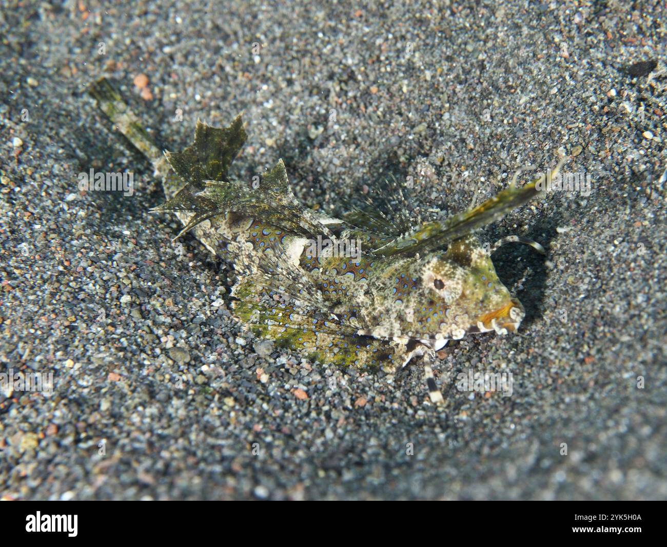 Finger lyrefish hi-res stock photography and images - Alamy