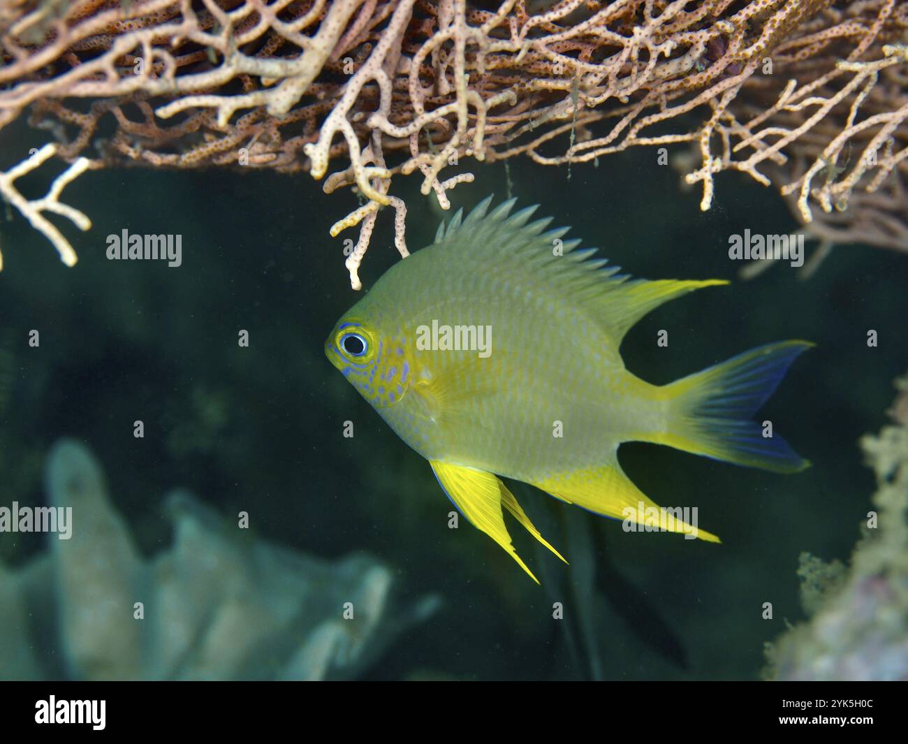 A blue-grey fish with yellow fins, Golden damselfish (Amblyglyphidodon ...
