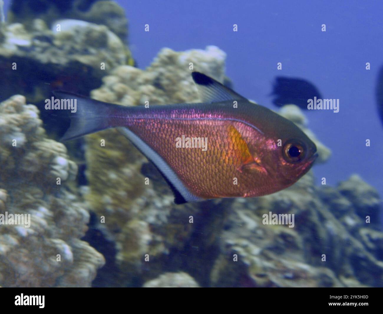 Hatchetfish glowing hi-res stock photography and images - Alamy