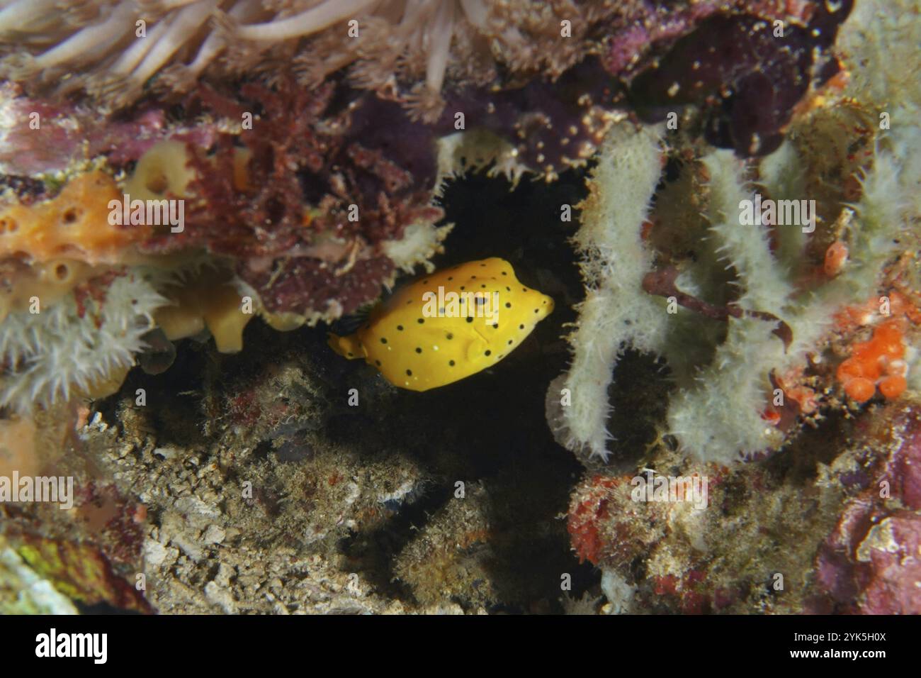 Spotted yellow boxfish, yellow boxfish (Ostracion cubicus) juvenile ...