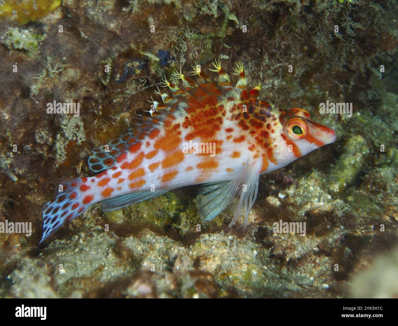 Dwarf Hawkfish (Cirrhitichthys falco) in a structured underwater ...