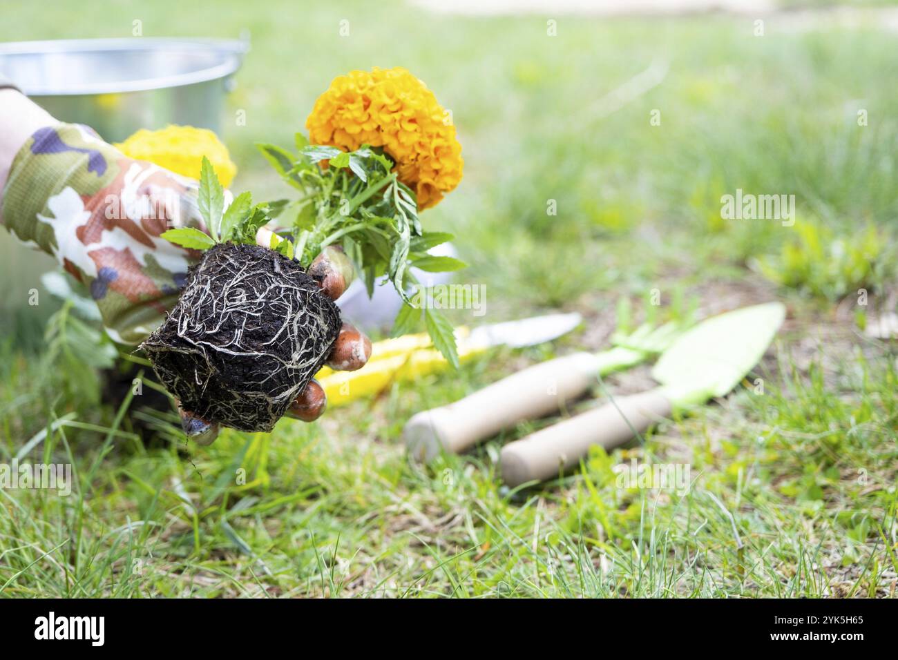 Yellow and orange marigold seedlings with roots are prepared for ...