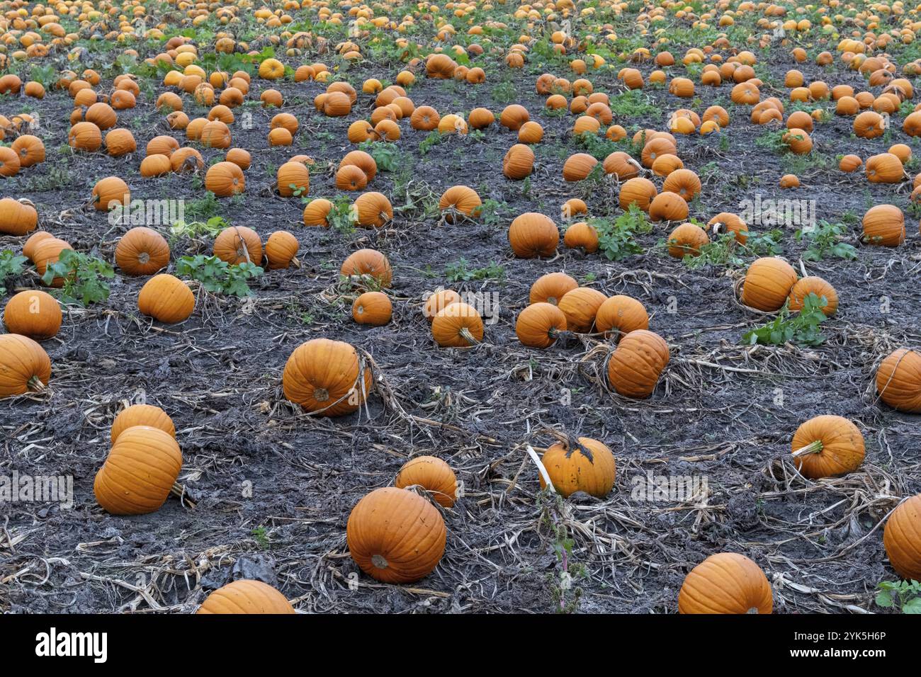 Large field with many pumpkins Stock Photo - Alamy