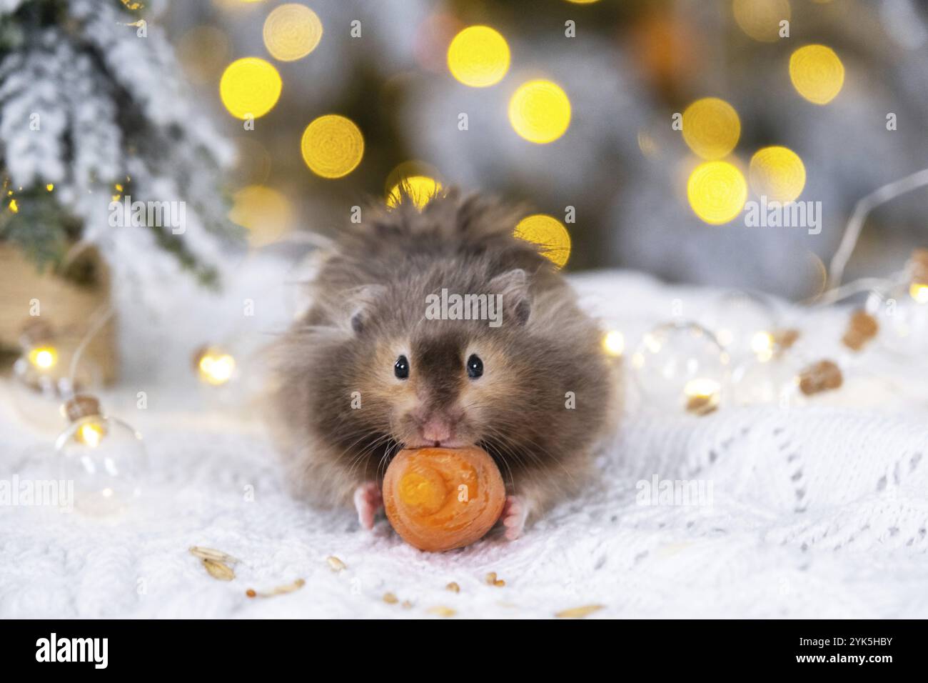 A funny shaggy fluffy hamster nibbles a carrot on a Christmas ...