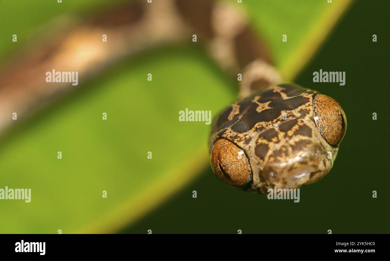 Blunthead Tree Snake, Imantodes cenchoa, Tropical Rainforest, Napo ...