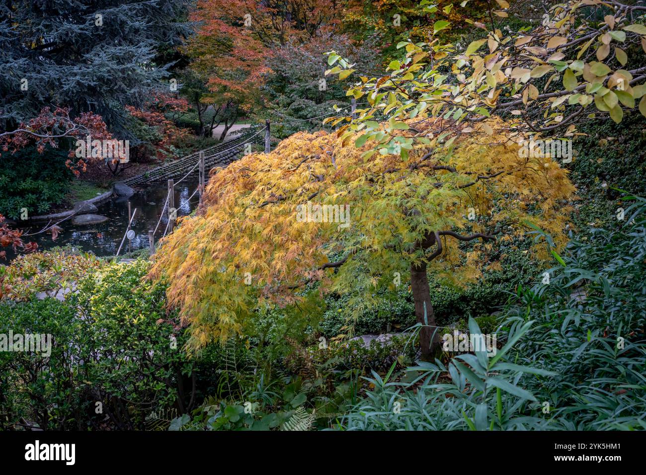 Albert Kahn's garden. Panoramic view of colorful trees in a Japanese ...