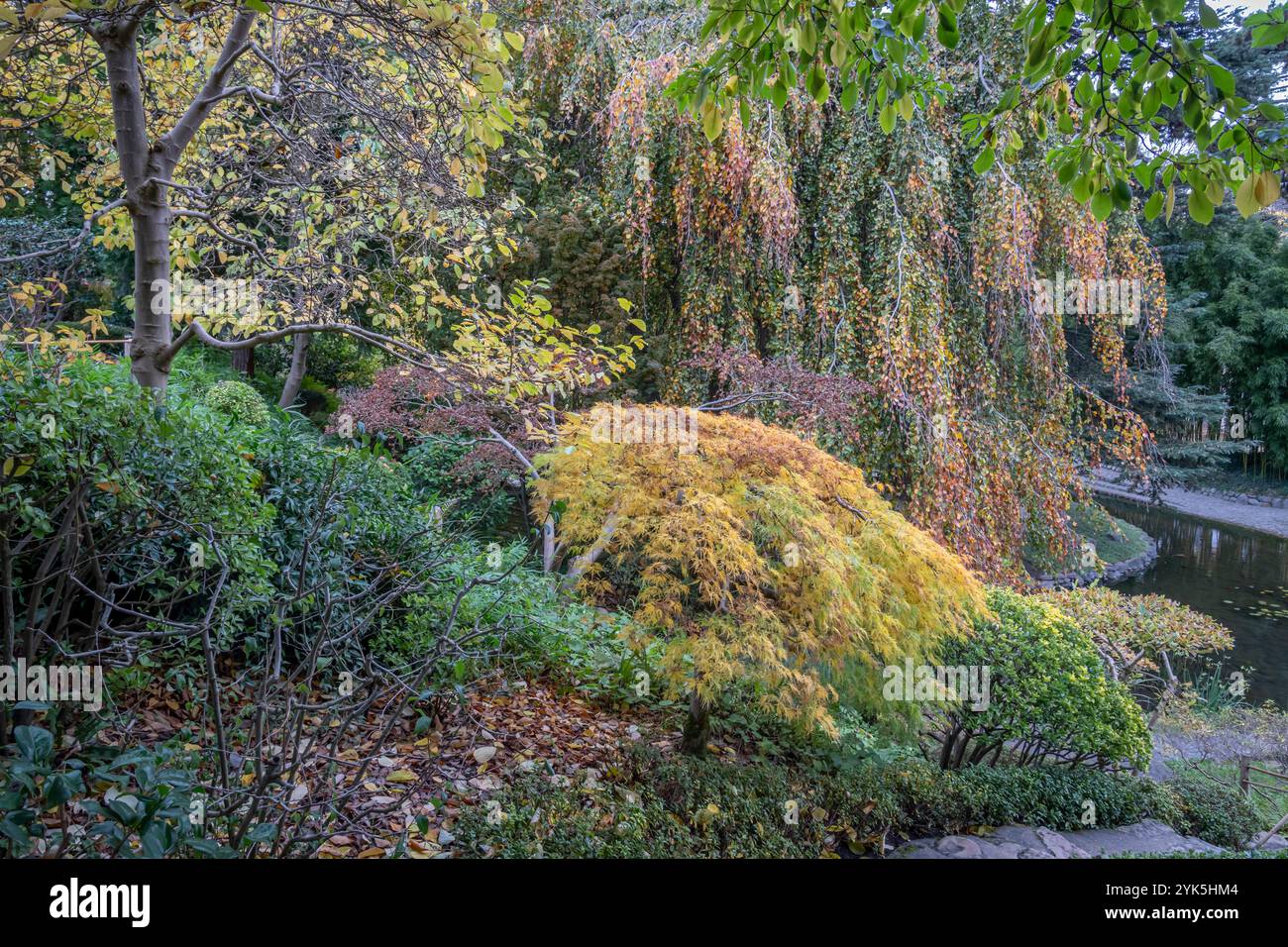 Albert Kahn's garden. Panoramic view of colorful trees in a Japanese ...