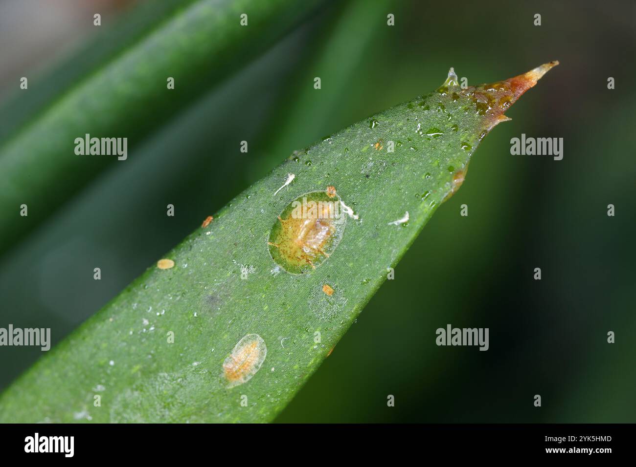Soft brown scale insect Coccus hesperidum on a leaf surface Stock Photo ...