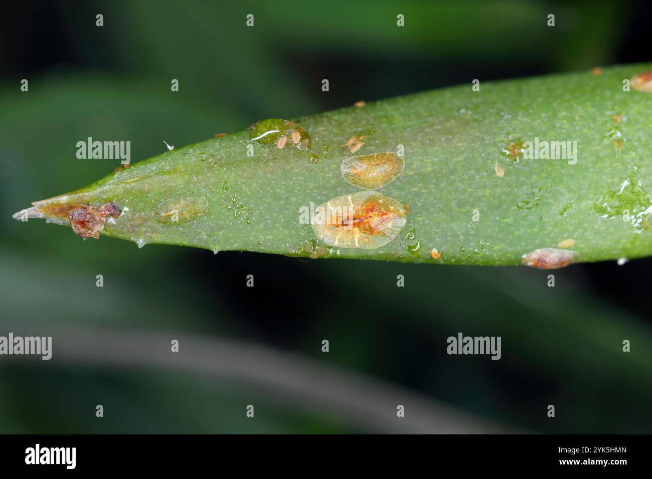 Soft brown scale insect (Coccus hesperidum) immature females on potted ...
