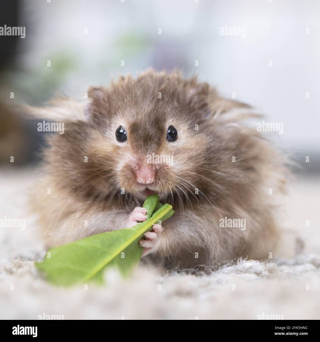 Funny fluffy Syrian hamster eats a green branch of clover, stuffs his ...