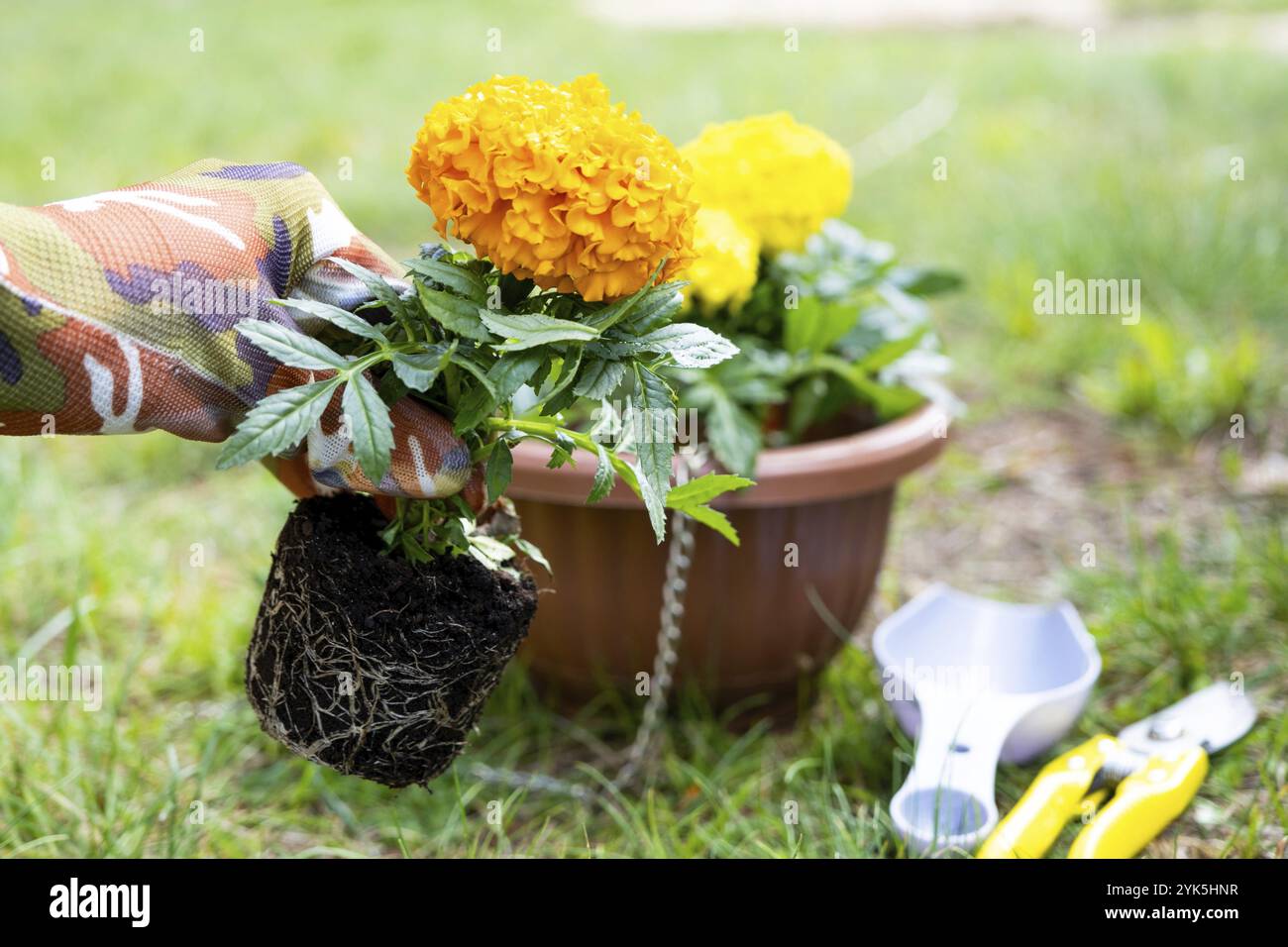 Yellow and orange marigold seedlings with roots are prepared for ...