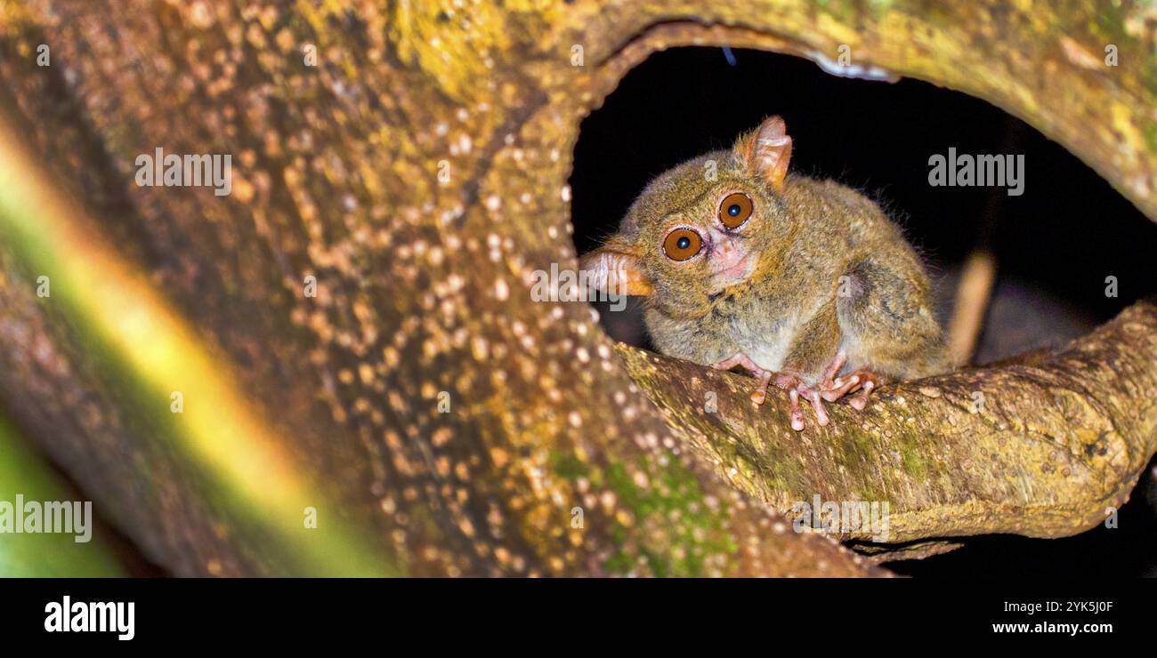 Spectral Tarsier, Tarsius tarsier, Tangkoko Nature Reserve, North ...