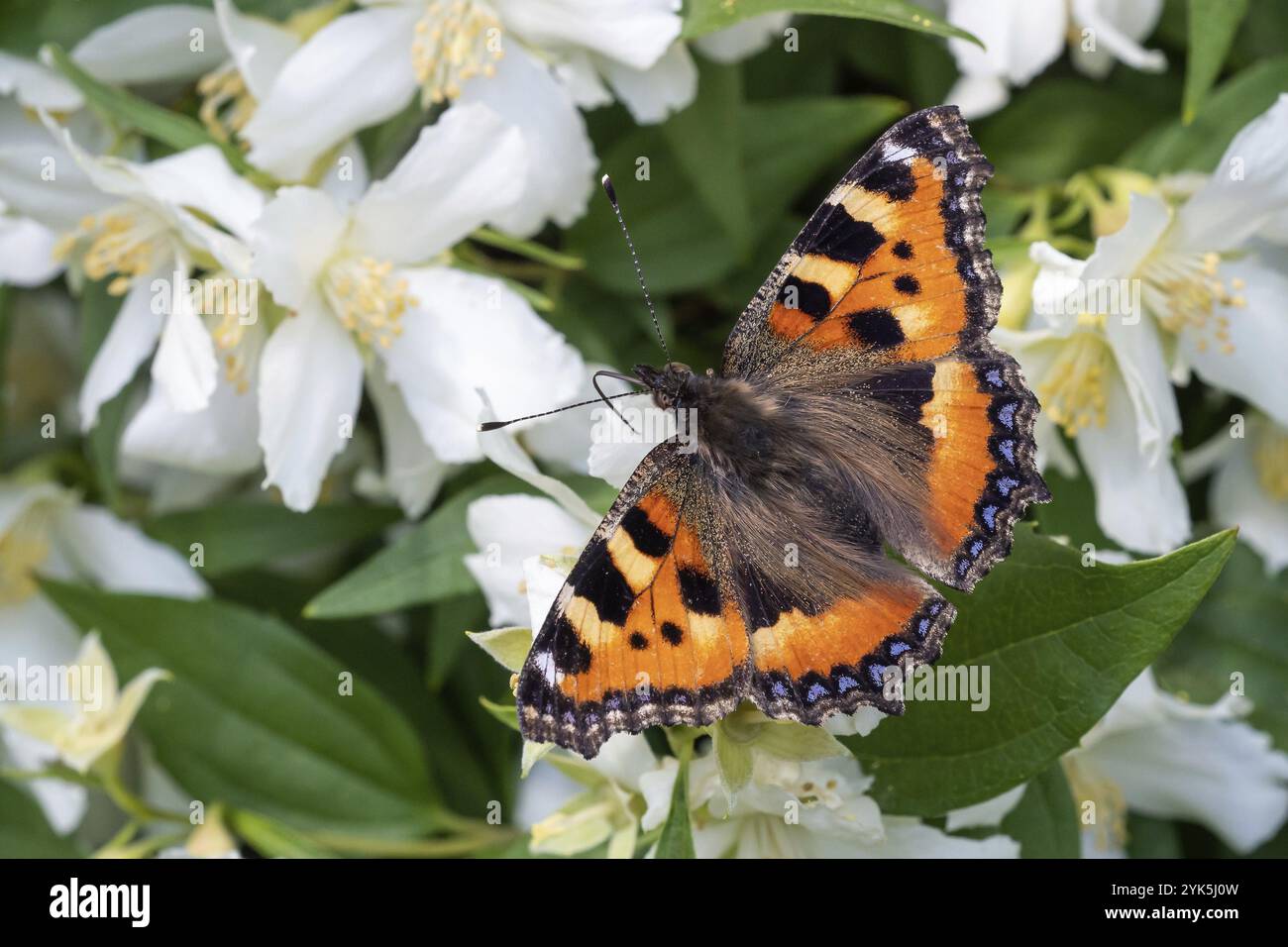 Orange tortoiseshell butterfly aglais urticae hi-res stock photography ...