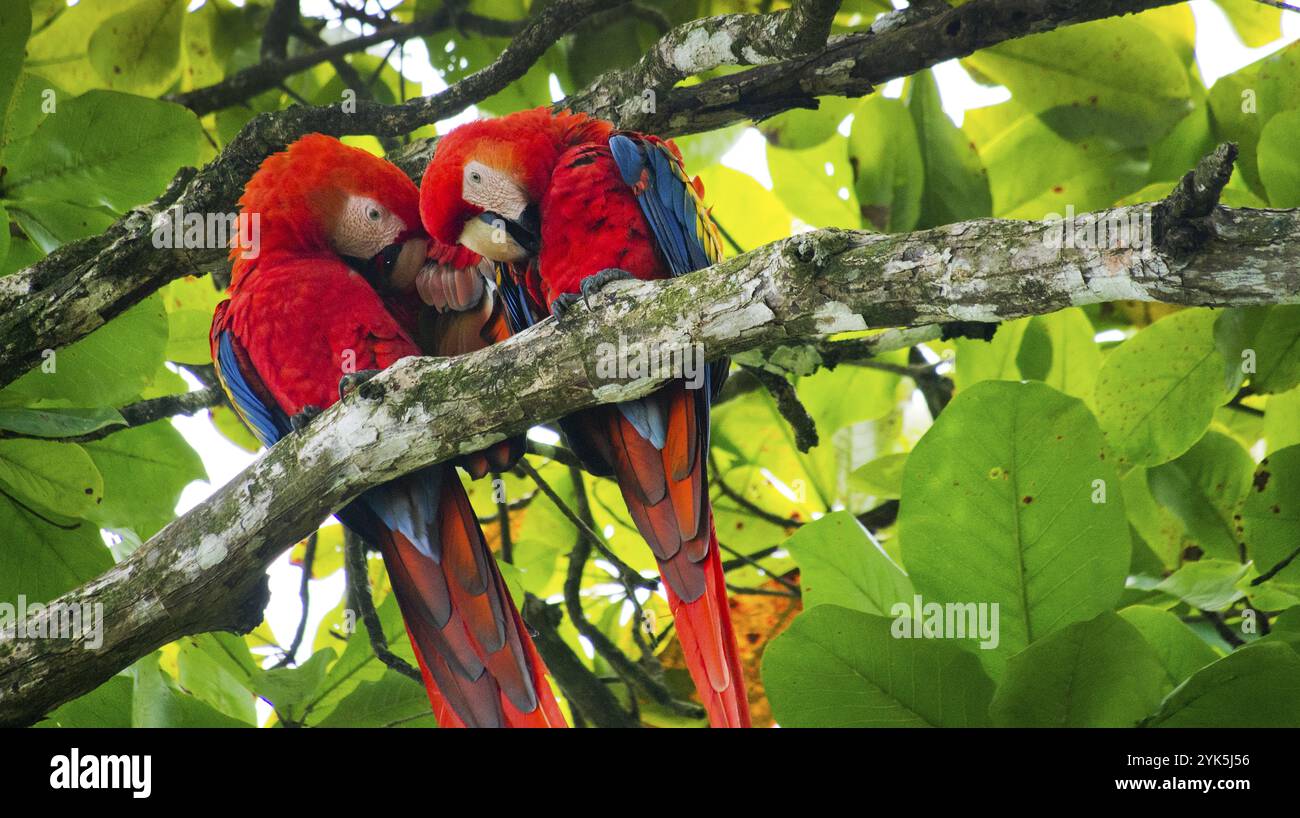 Scarlet Macaw, Lapa Roja, Ara macao, Corcovado National Park, Osa ...