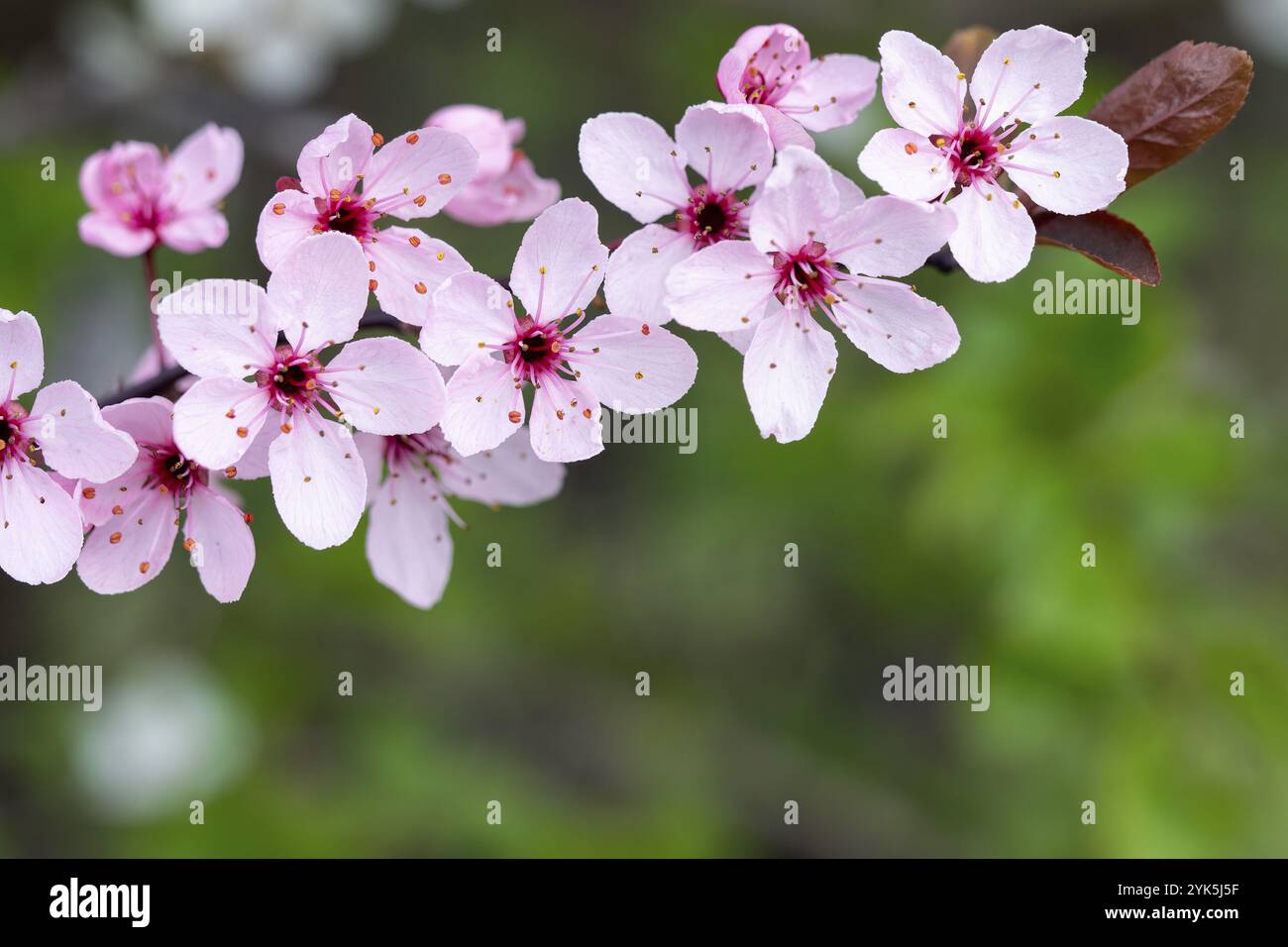 Branches of cherry tree in blossom hi-res stock photography and images ...