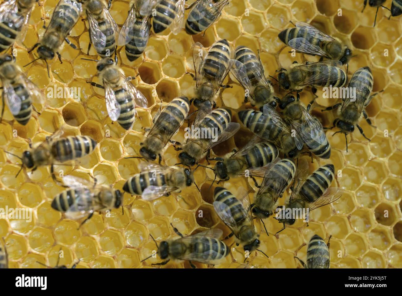 Honeycomb full of bees. Beekeeping concept. Bees in honeycomb Stock ...