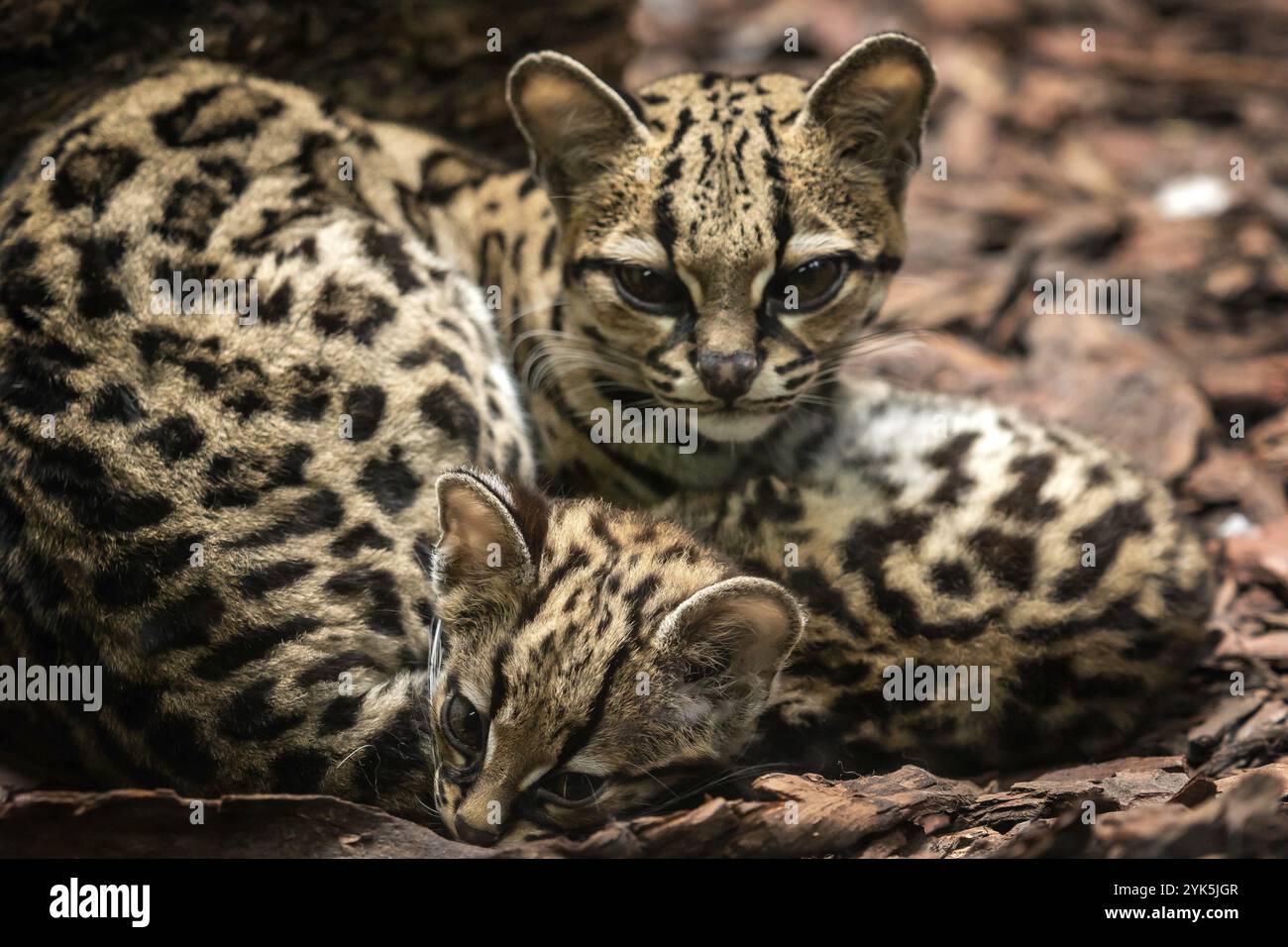 Margay baby hi-res stock photography and images - Alamy