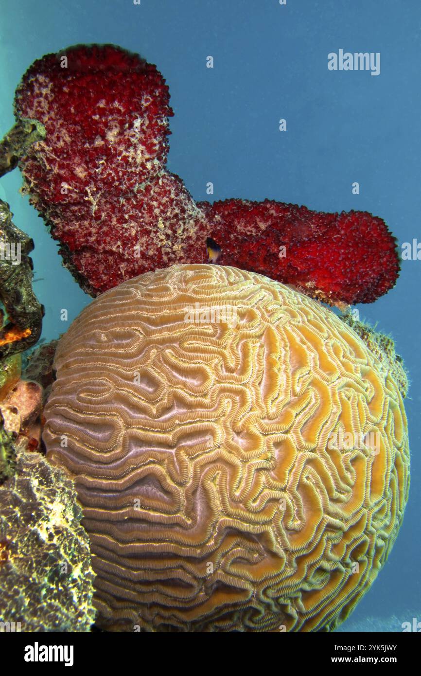 Sponge, Brain Coral, Coral Reef, Caribbean Sea, Isla de la Juventud ...
