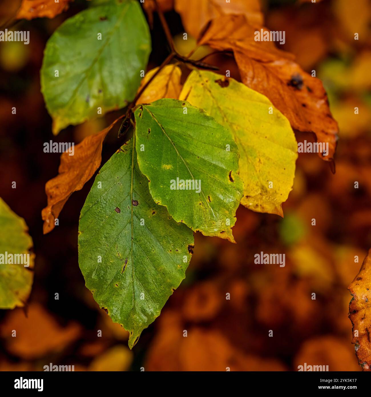 Glencoe Lochan Autumn Colours Stock Photo - Alamy
