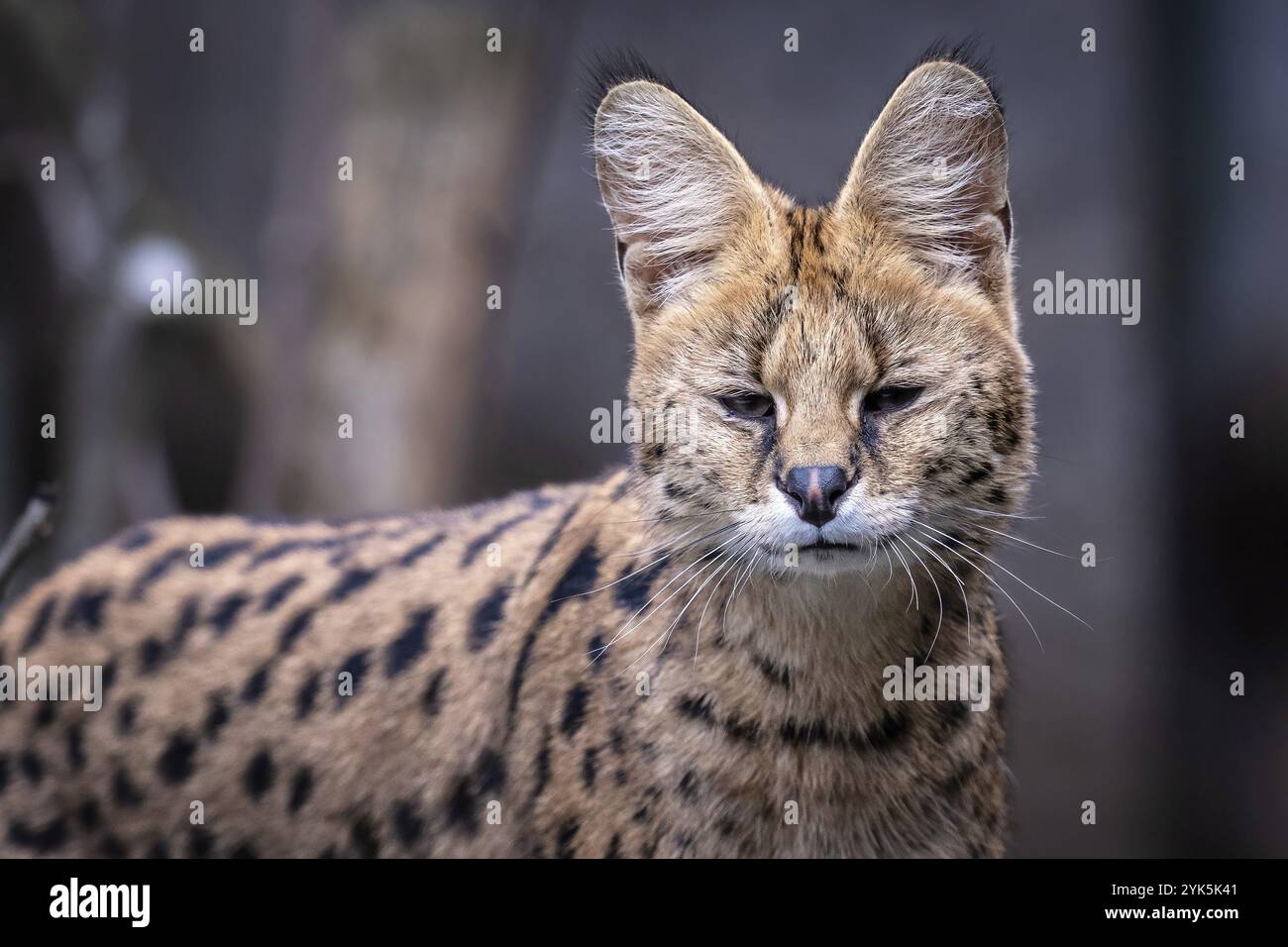 Servals environment hi-res stock photography and images - Alamy
