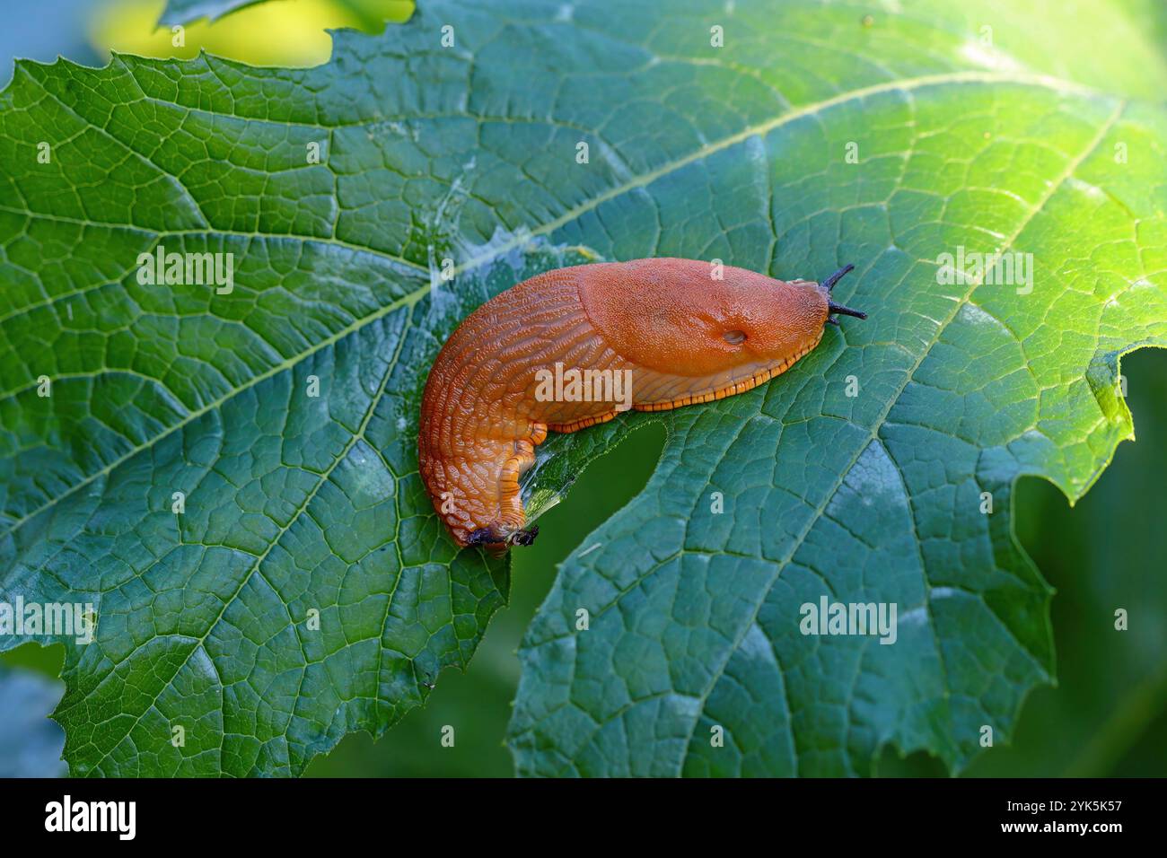 Arion rufus vulgaris large hi-res stock photography and images - Alamy