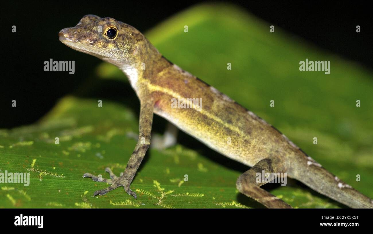Anolis, Anole Lizard, Tropical Rainforest, Corcovado National Park, Osa ...