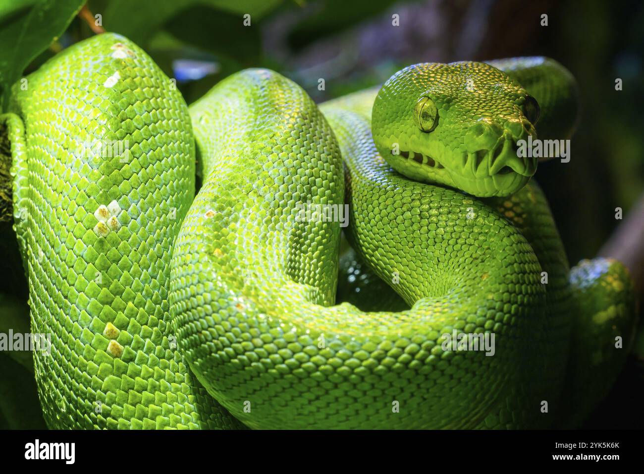Morelia viridis in the wild hi-res stock photography and images - Alamy