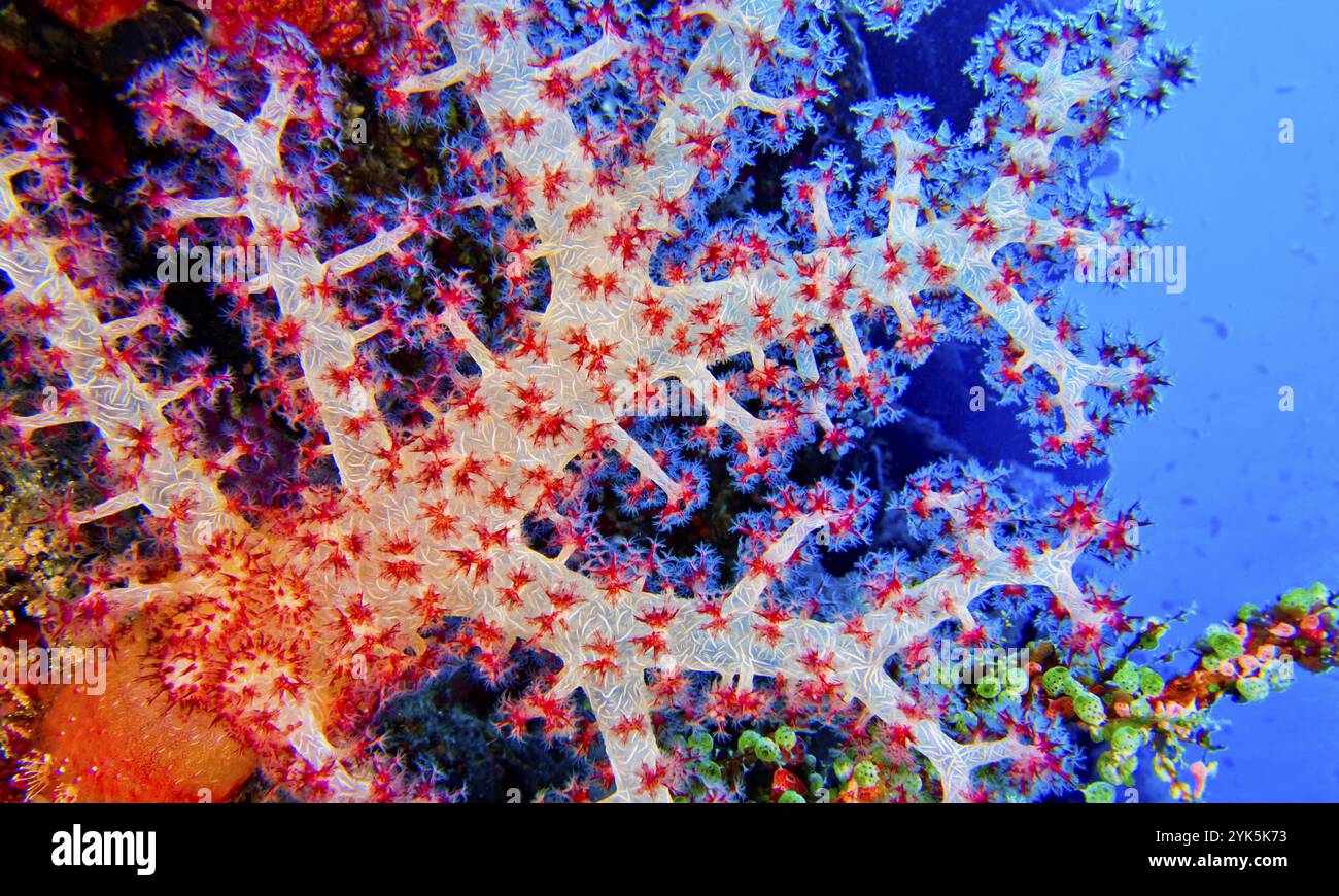 Multi branched coral hi-res stock photography and images - Alamy